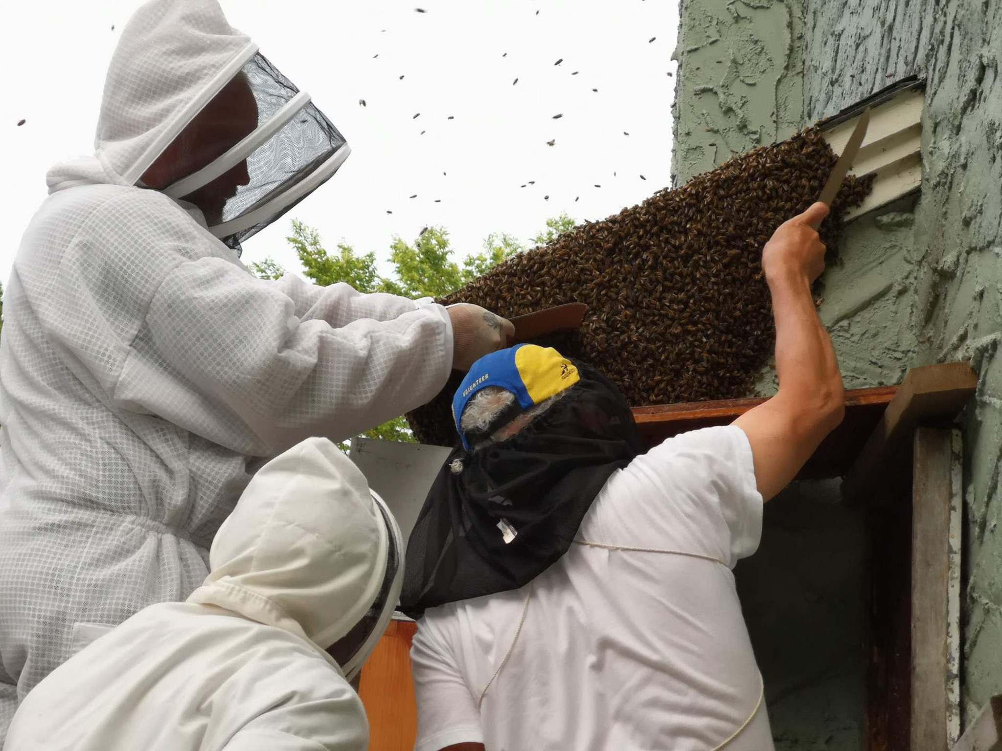 Swarm chasers are here to rescue bees – Winnipeg Free Press