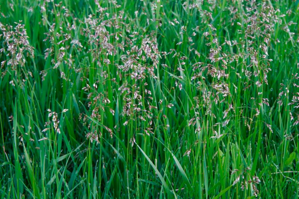 Growing goodness – Winnipeg Free Press