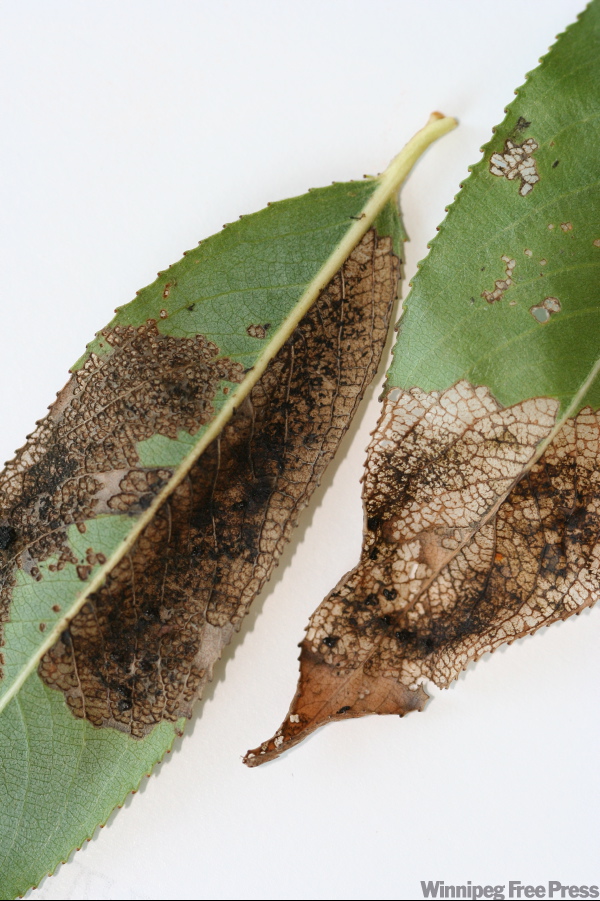 TREE CARE: Willows at war – Winnipeg Free Press