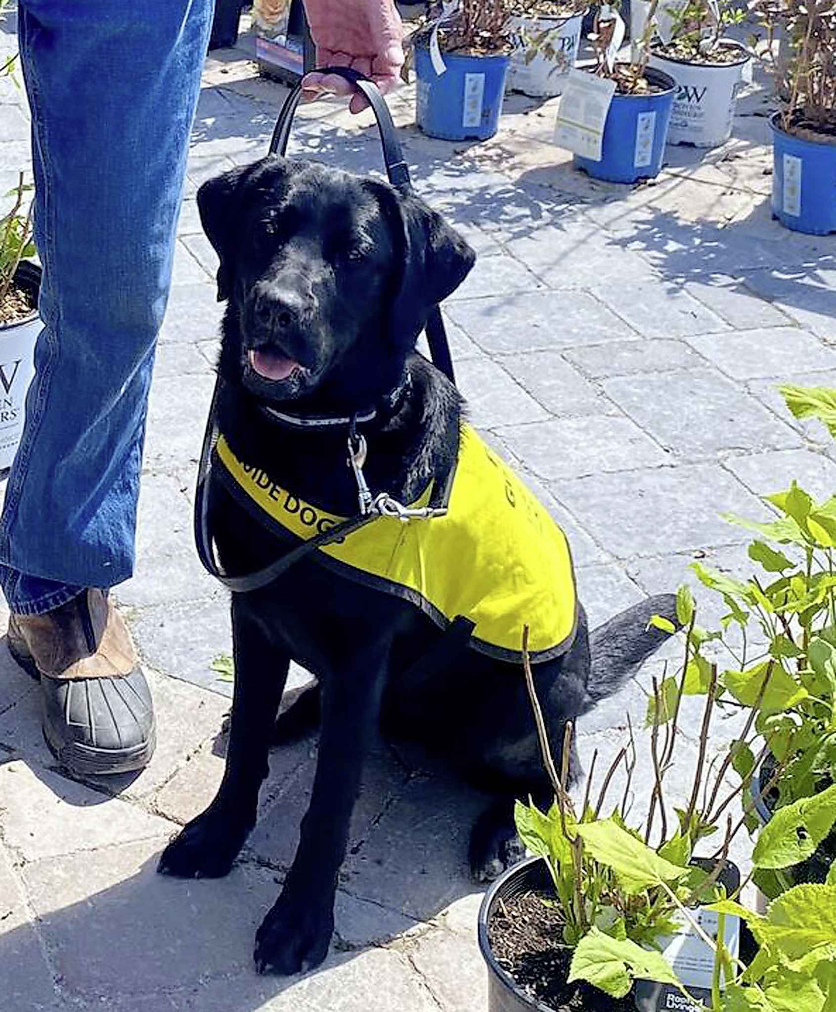 Preparing pups to be guide dogs a pawsitive experience – Winnipeg Free ...