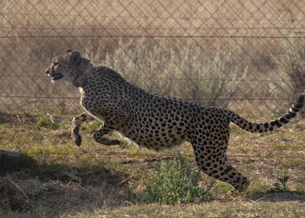 Cheetahs from South Africa go to parks in India, Mozambique – Winnipeg ...
