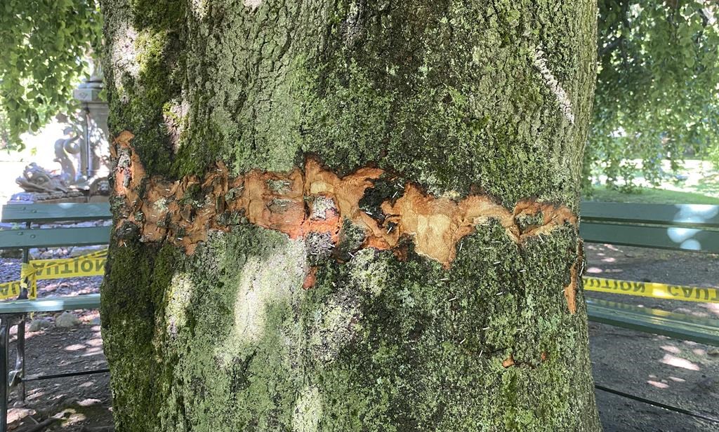 $50,000 reward for information on Halifax Public Gardens tree vandal ...
