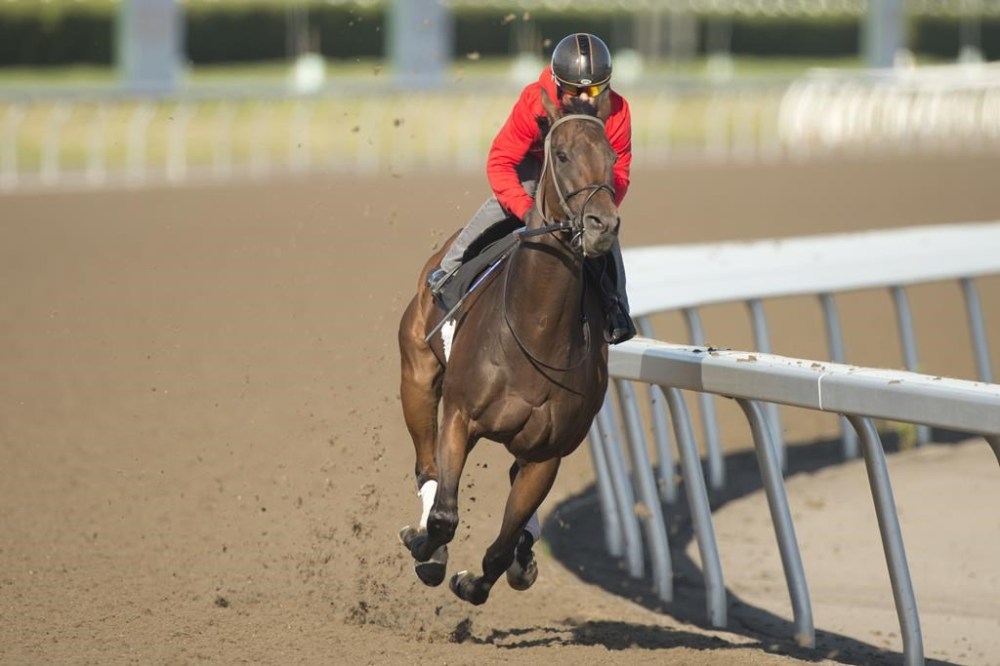 Stein earns first Prince of Wales Stakes win aboard Duke of Love ...