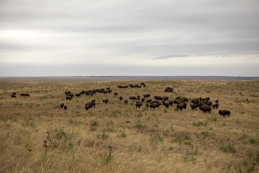 Bison spread as Native American tribes reclaim stewardship – Winnipeg ...