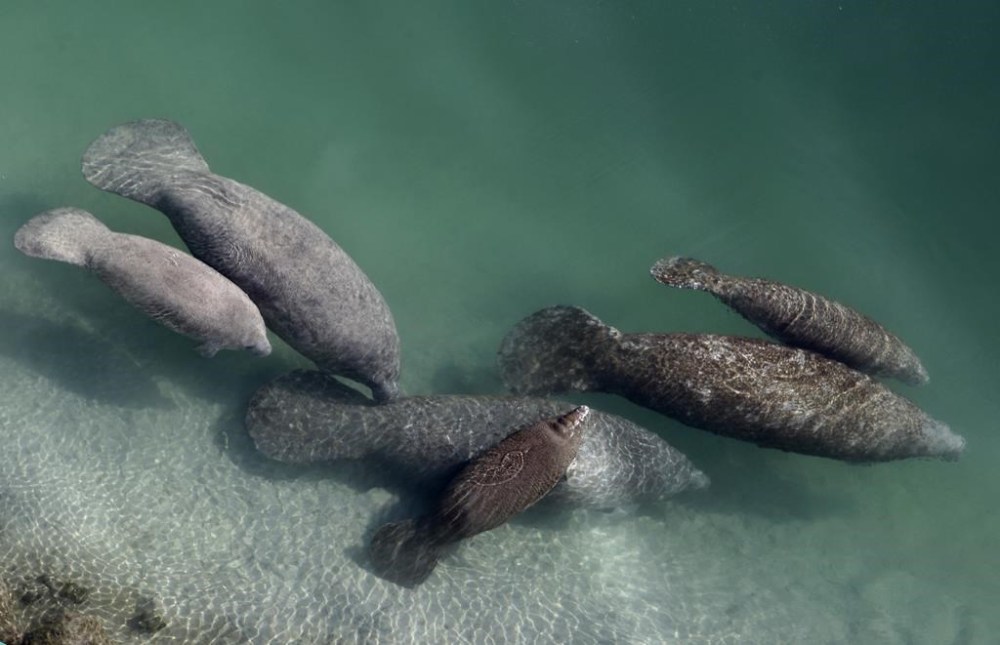 Endangered status sought for manatees as hundreds starve – Winnipeg ...