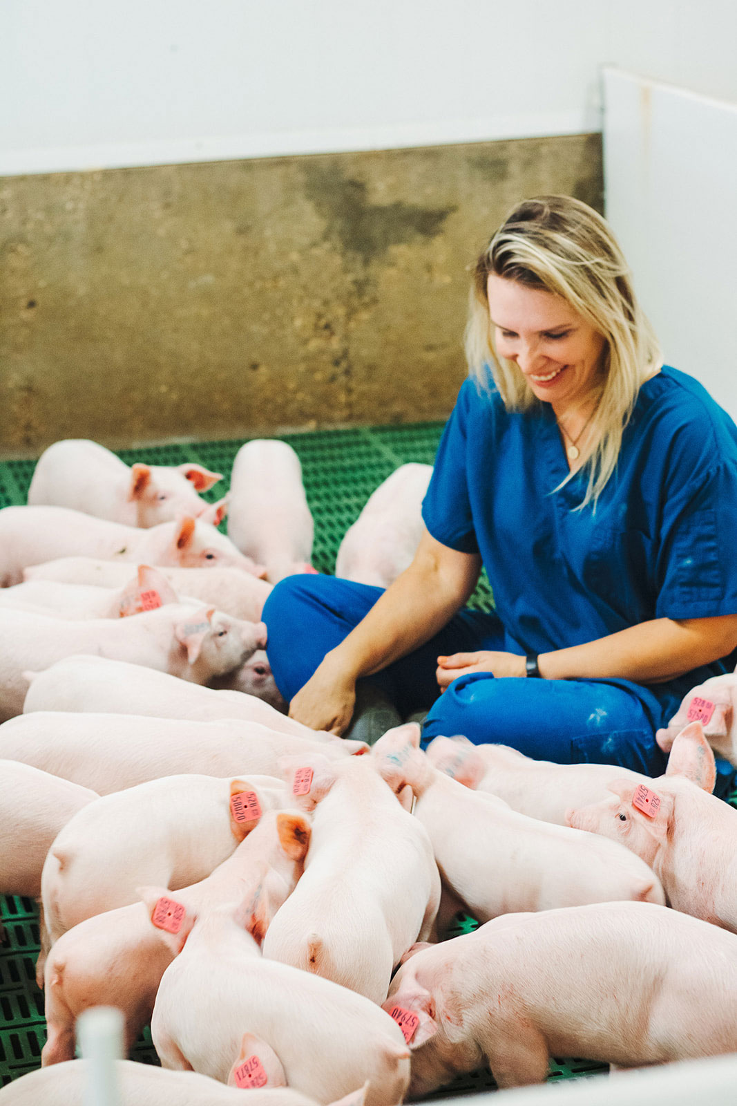 Healthy pigs, high-quality pork – Winnipeg Free Press