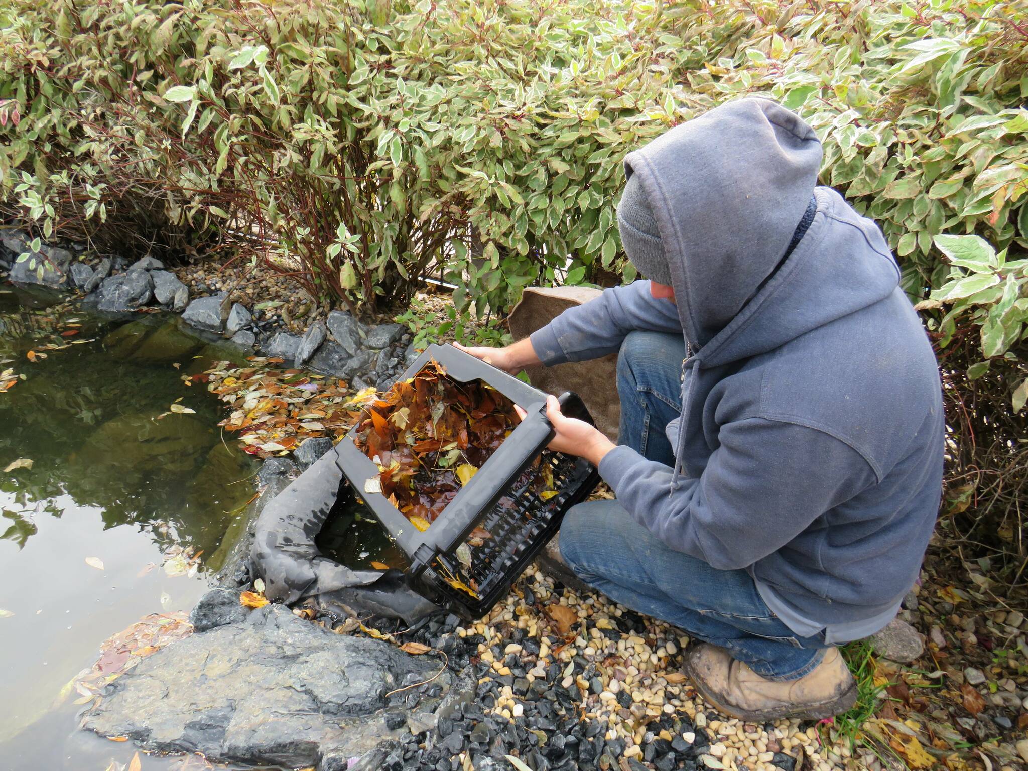 Ponds made easy – Winnipeg Free Press
