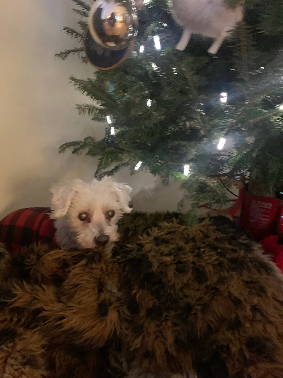 A valuable lesson from the book of Bogey – Winnipeg Free Press