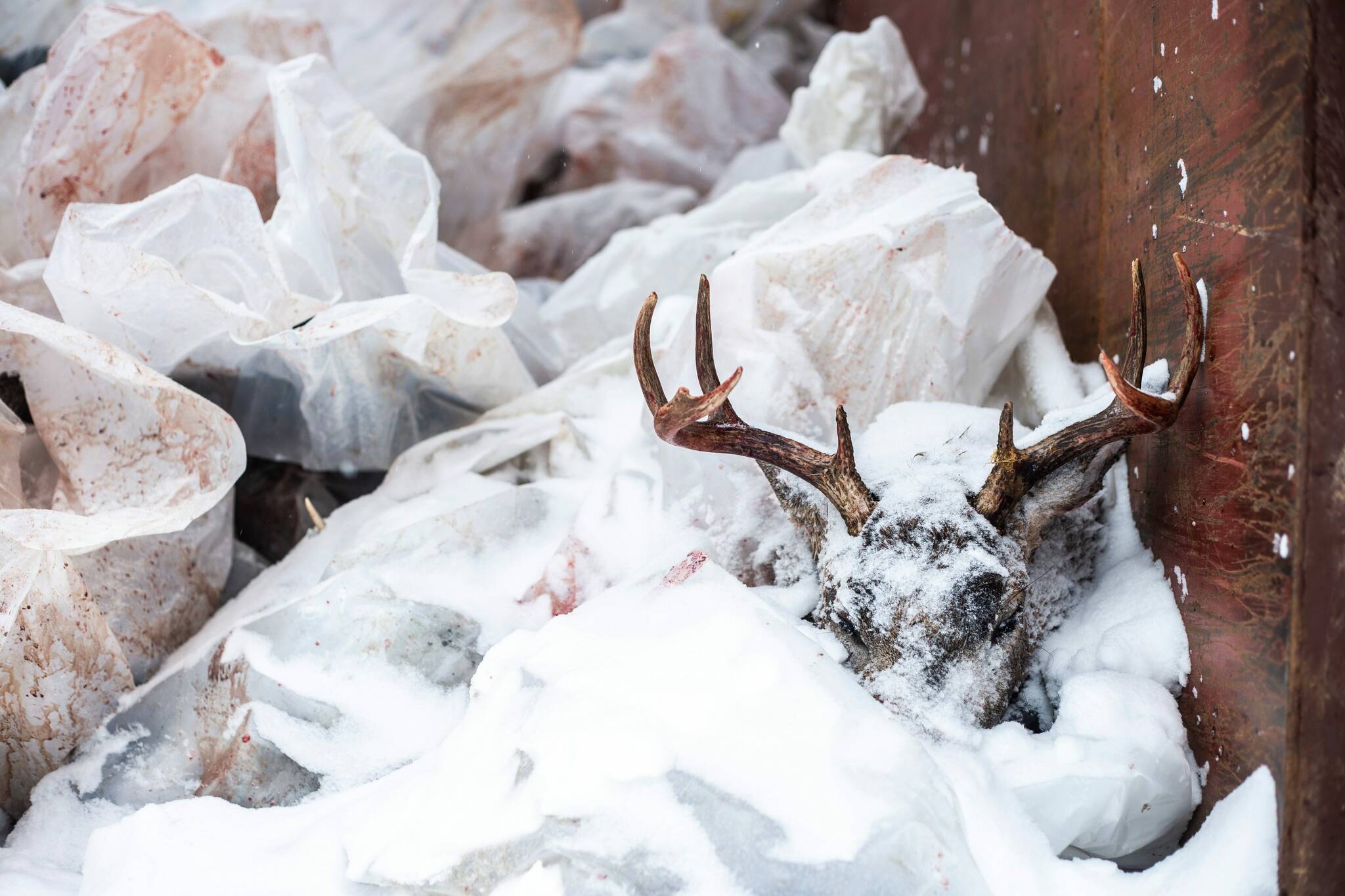 ‘Zombie deer’ in crosshairs – Winnipeg Free Press