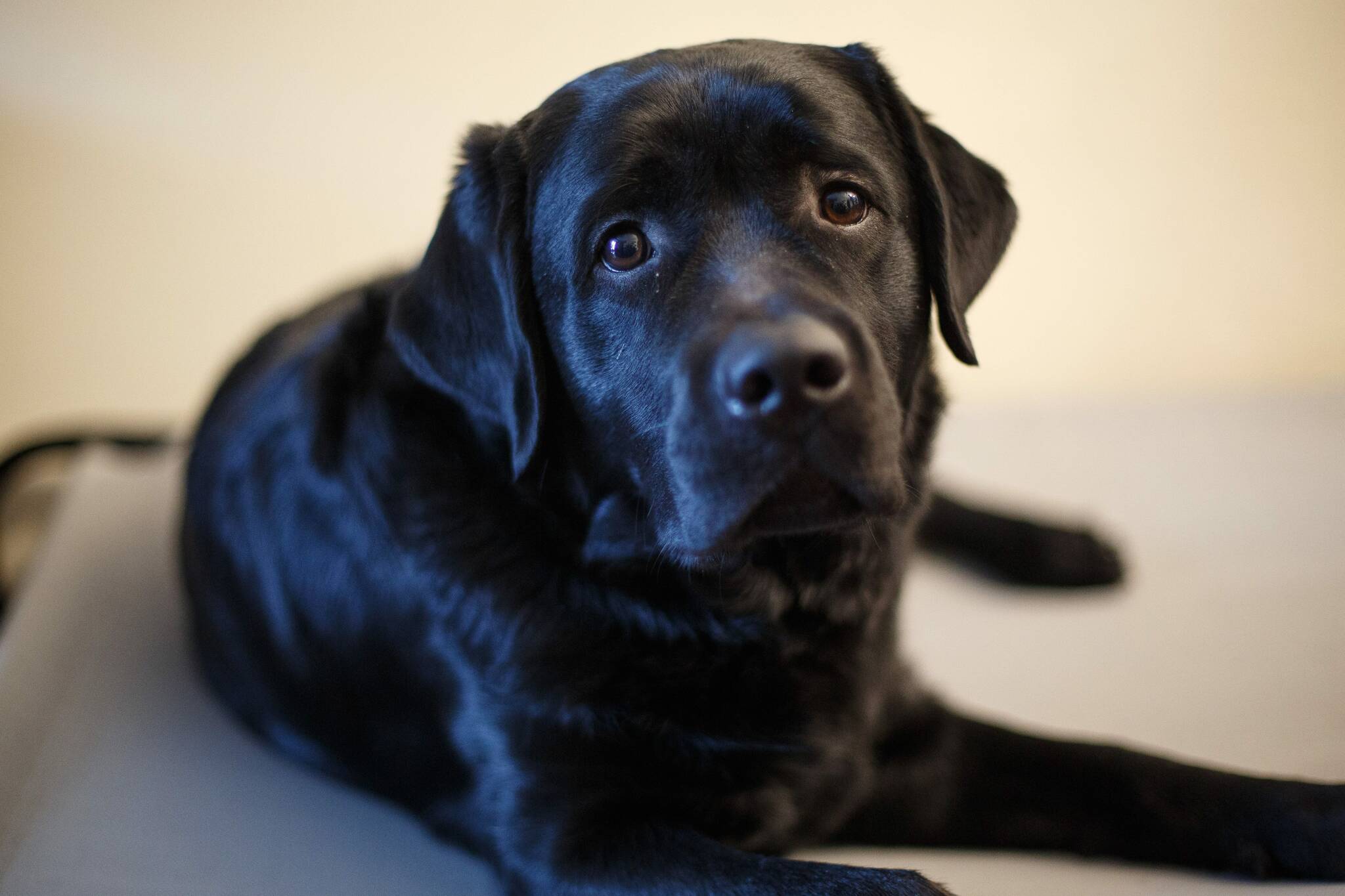 All hail King Charlie of Labrador – Winnipeg Free Press