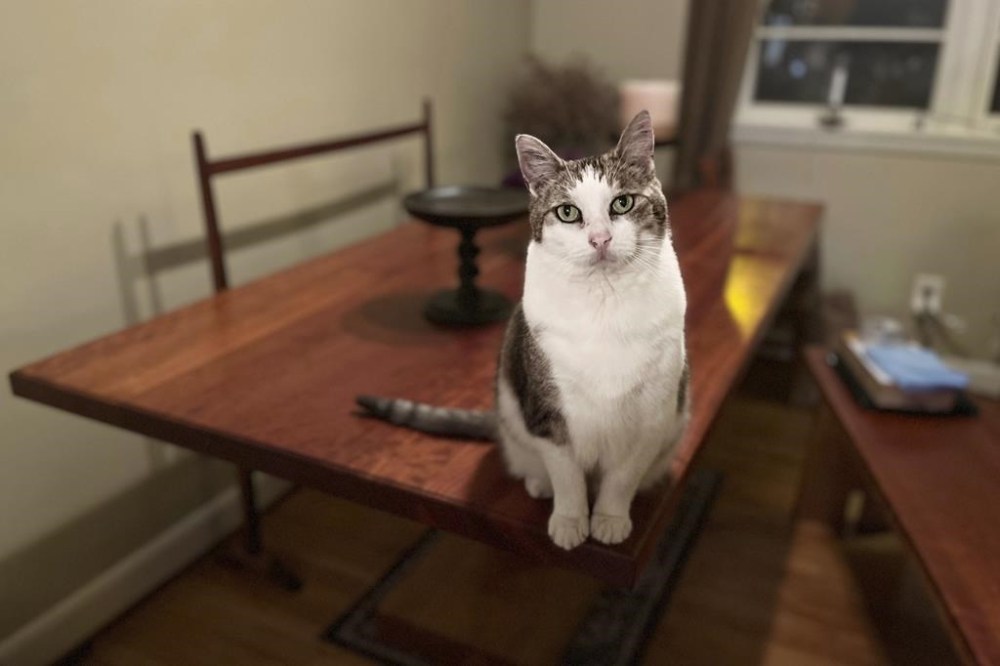 New pill treats diabetic cats without daily insulin shots – Winnipeg ...