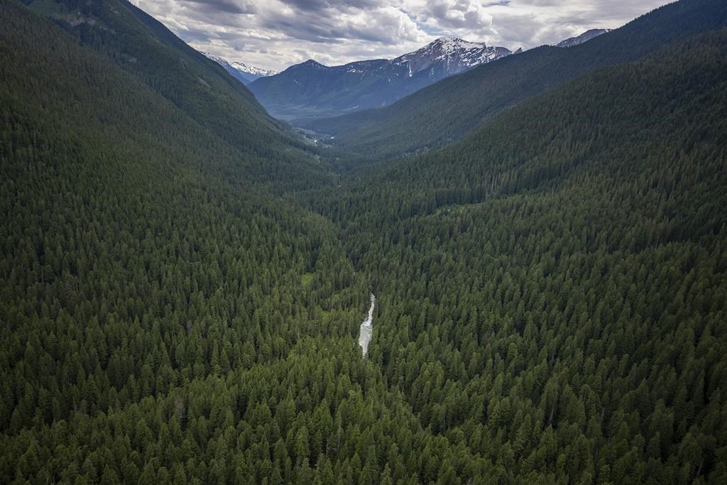 B.C. valley of ancient trees, rare animals preserved in deal with ...