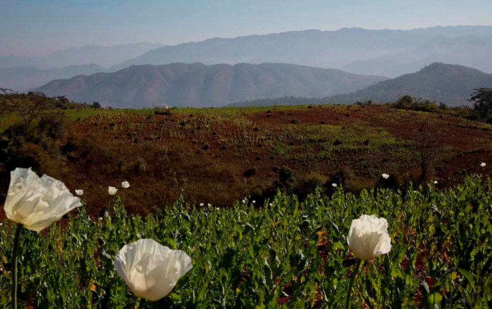 UN: Myanmar opium cultivation has surged 33% amidviolence – Winnipeg ...