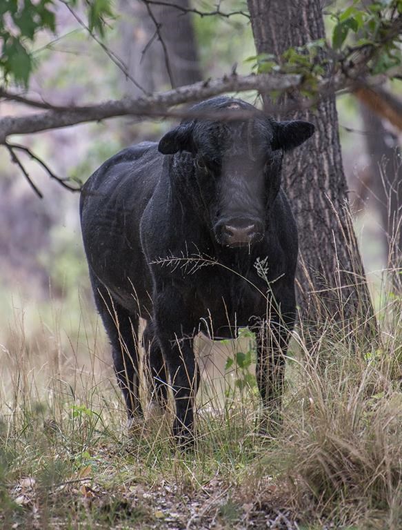 New Mexico governor pans Forest Service amid wild cow fight – Winnipeg ...