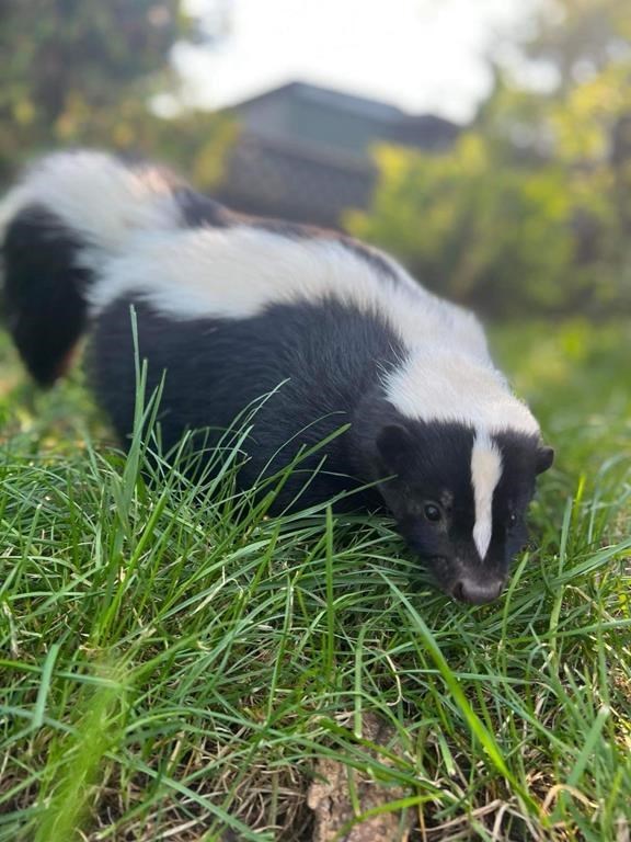 Seven skunk deaths prompt poison warning in Richmond, B.C. – Winnipeg ...