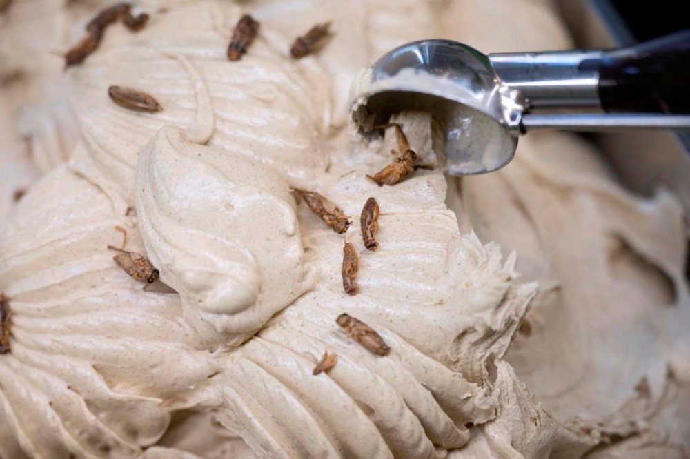 German ice cream parlor offers cricket-flavored scoops – Winnipeg Free ...