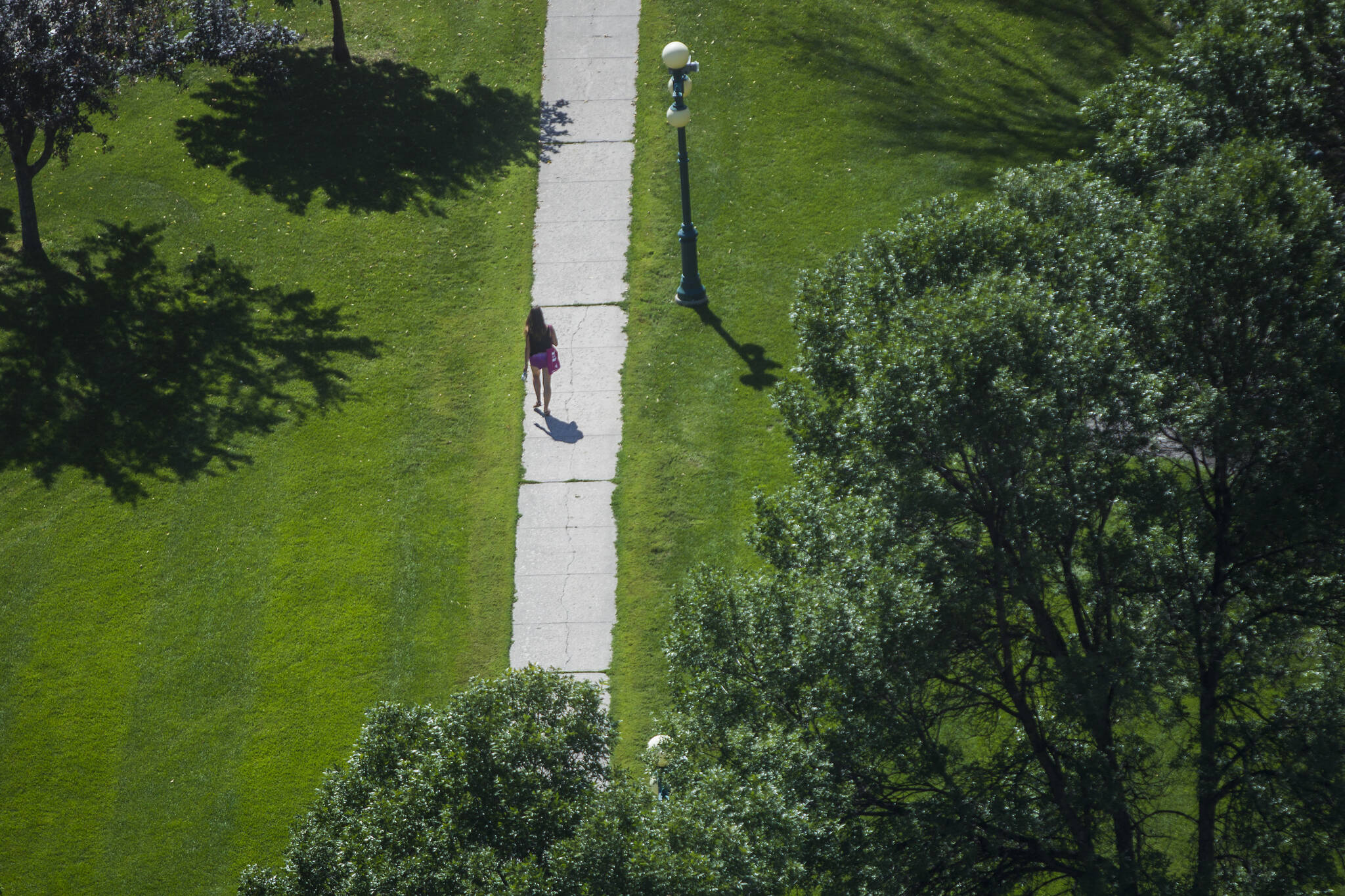 Bold action needed to save public trees – Winnipeg Free Press