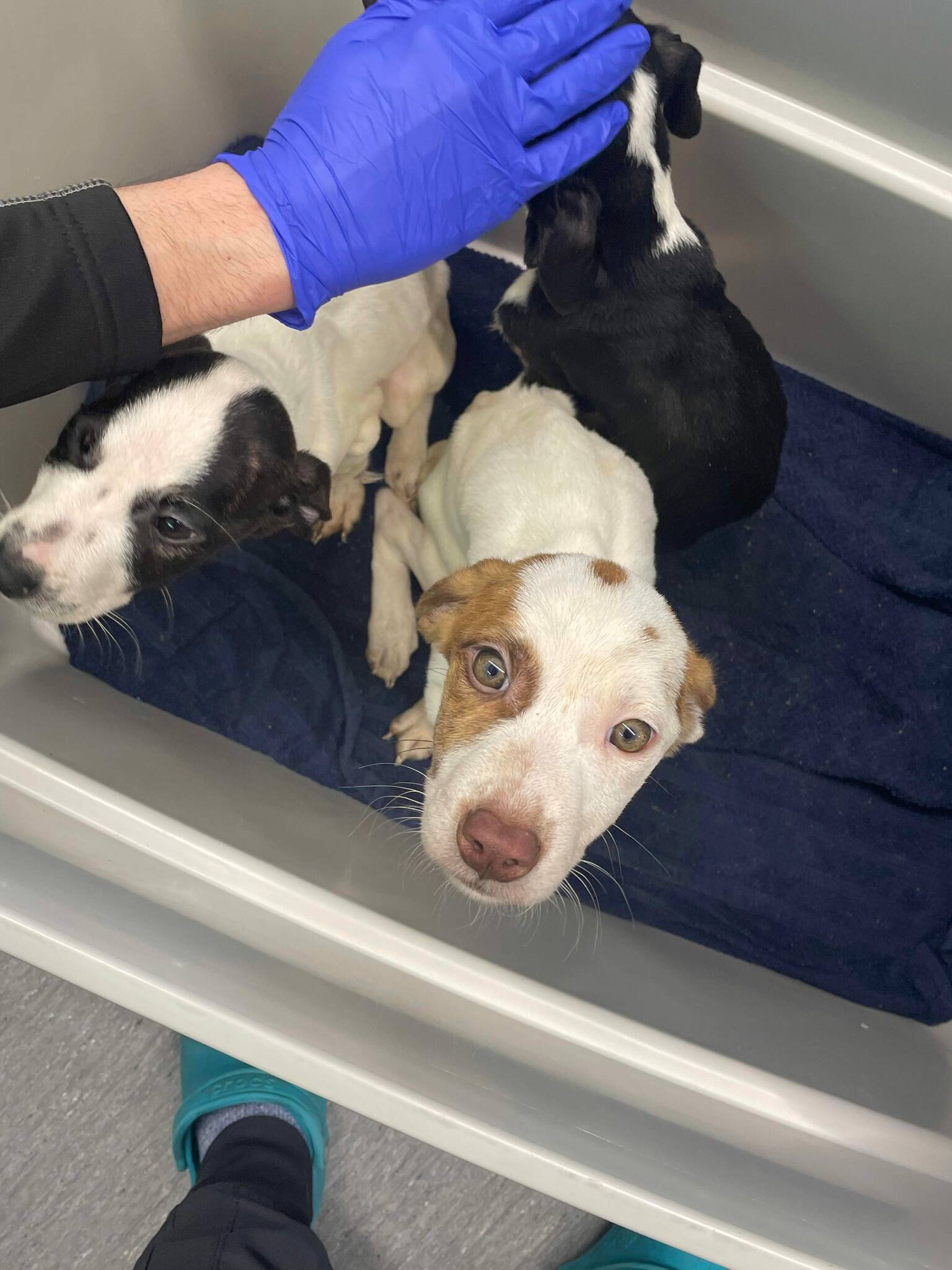 Abandoned puppies, returned dogs symptoms of post-pandemic plunge in ...