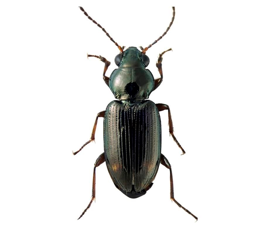 Rare beetle species named after ex-California governor Brown – Winnipeg ...