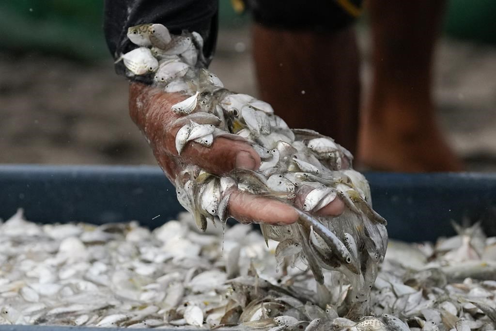 Philippines tries to bring back small fish key to rural diet – Winnipeg ...