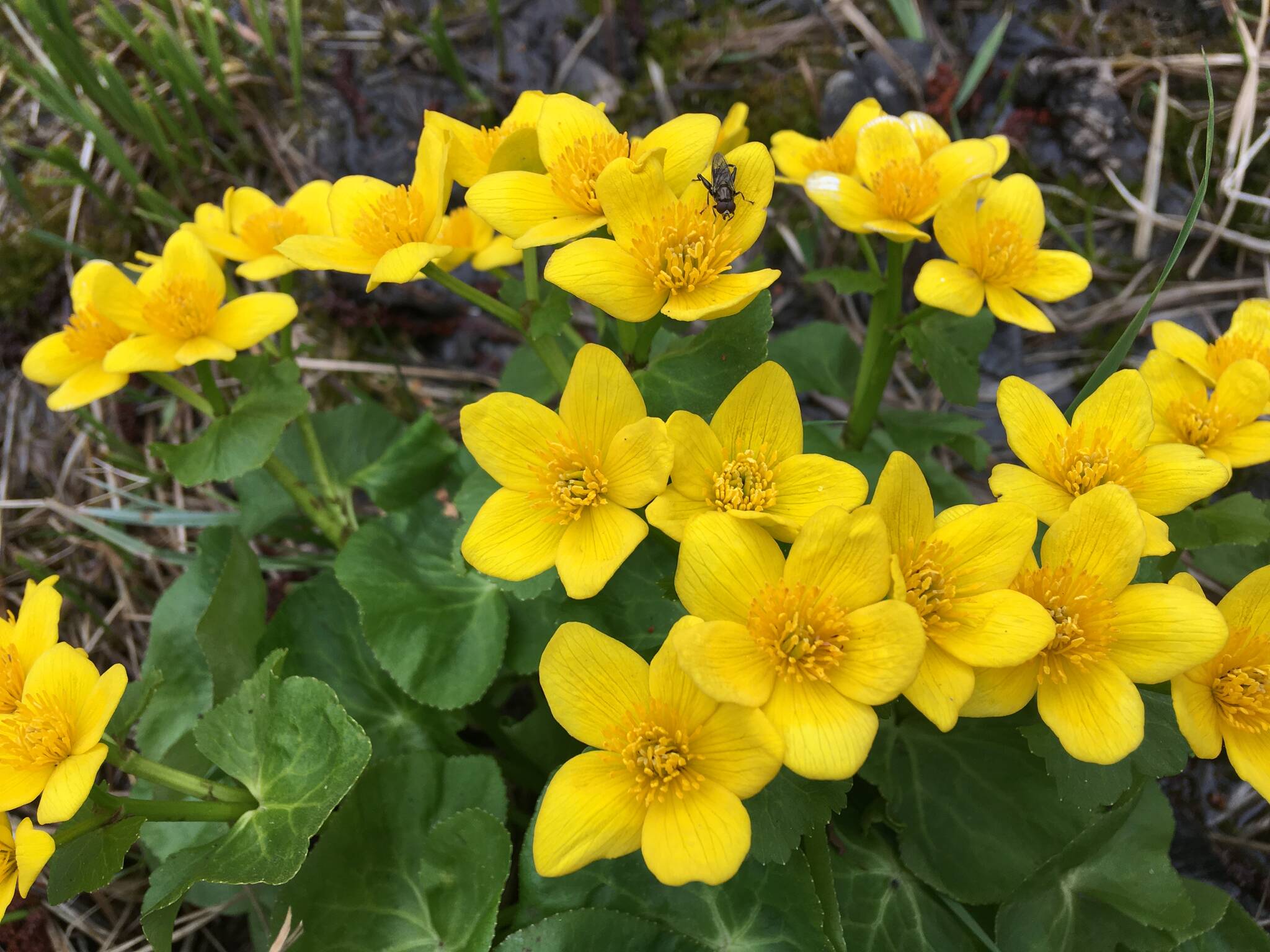 Spring into Spring with a walkabout – Winnipeg Free Press