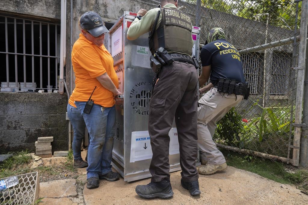 Lions, a bear and a camel say goodbye to Puerto Rico’s zoo – Winnipeg ...