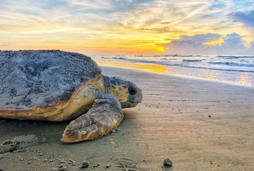 US agency plans deeper study of sea turtles, dredging threat – Winnipeg ...