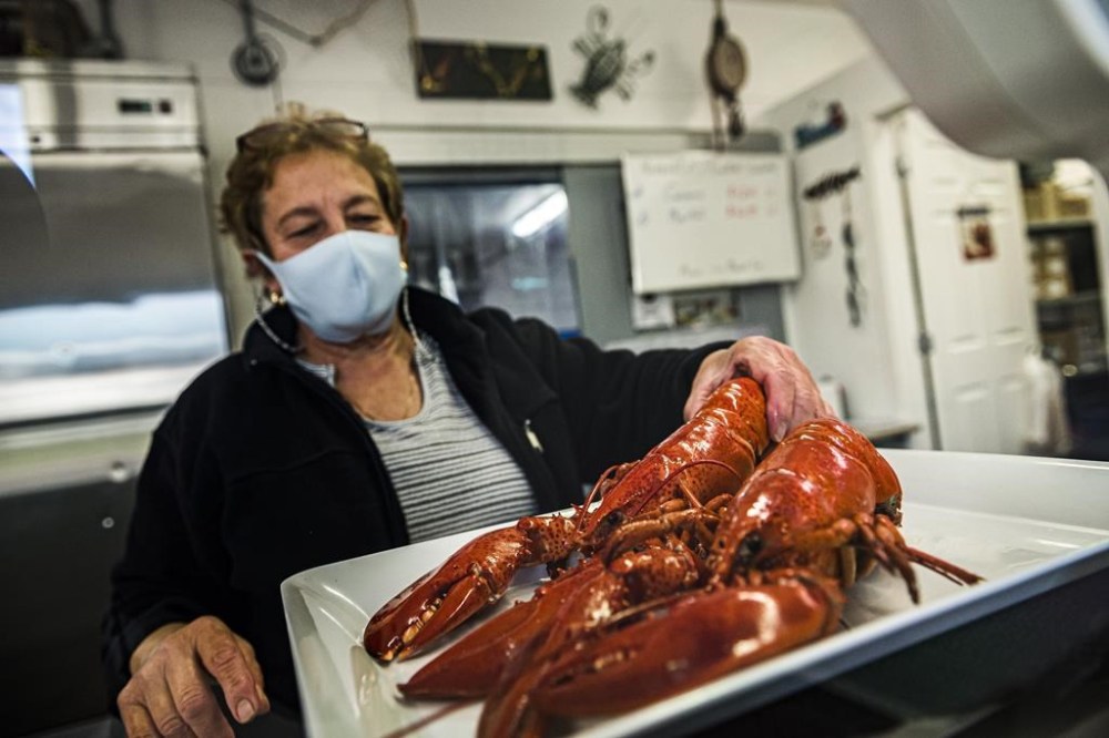 Lobster populations remain healthy around the Maritimes, but numbers ...