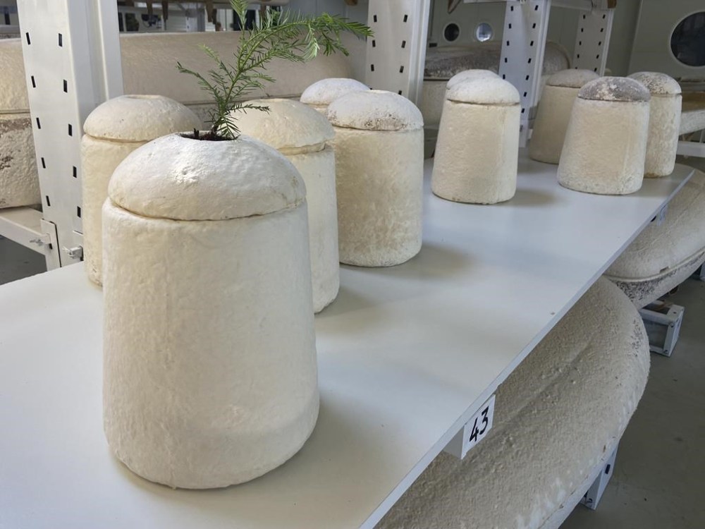 Sustainable till death do us part, and 45 days beyond; mushroom coffin ...