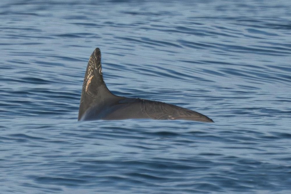 Against the odds, world’s most endangered porpoise resists extinction ...