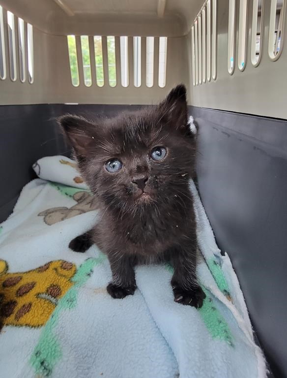 Kitten stuck under floor of Surrey, B.C., home for 4 days is cut free ...