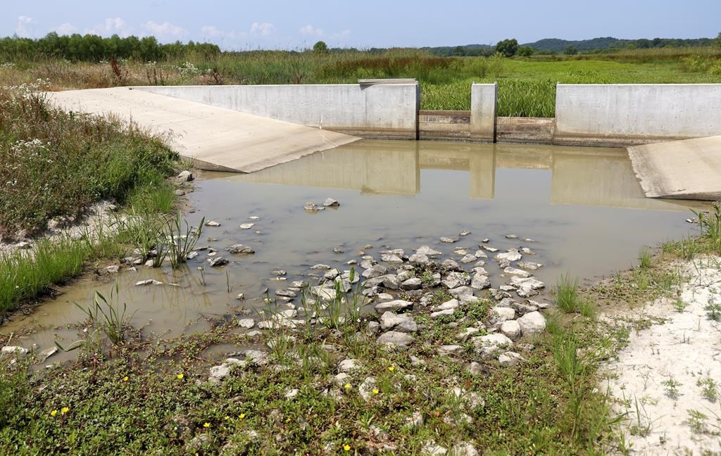 Invasive northern snakehead fish found in southeastern Missouri for ...