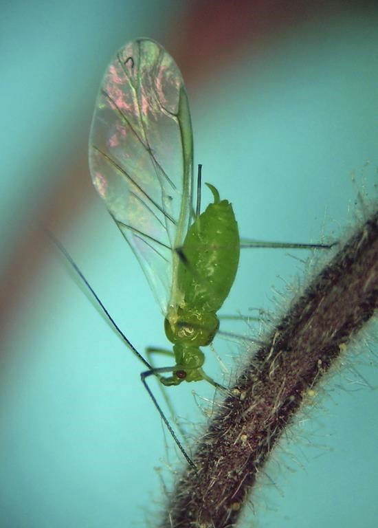 First smoky air, now clouds of bugs. Winged aphids invade New York City ...