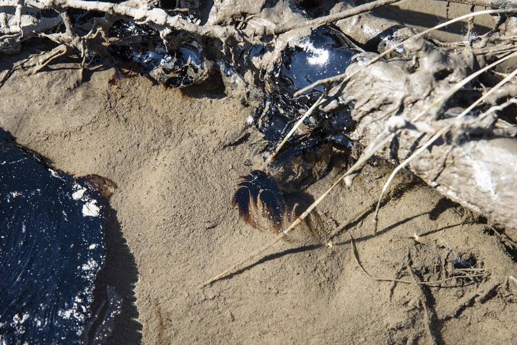 Cleanup begins after asphalt binder spill into Montana’s Yellowstone ...