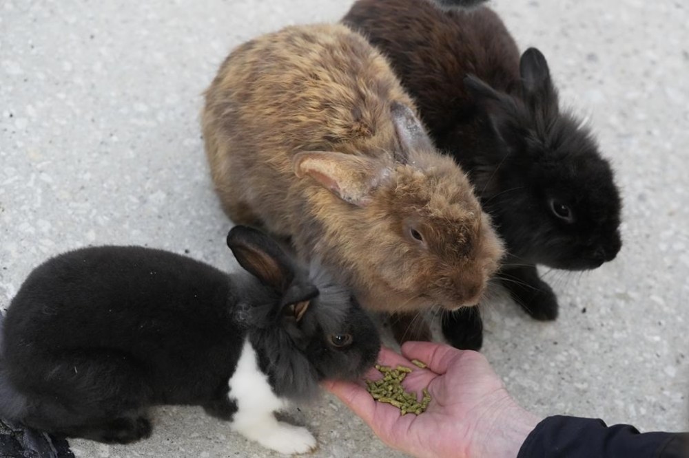 Fuzzy invasion of domestic rabbits has a Florida suburb hopping into a ...
