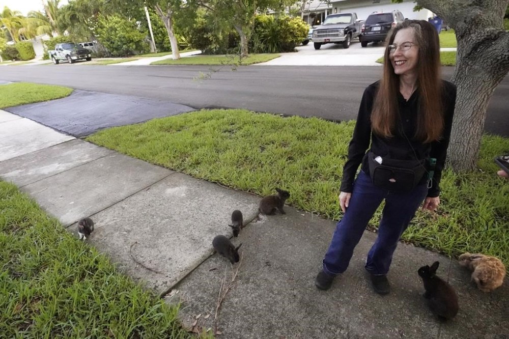 Fuzzy invasion of domestic rabbits has a Florida suburb hopping into a ...