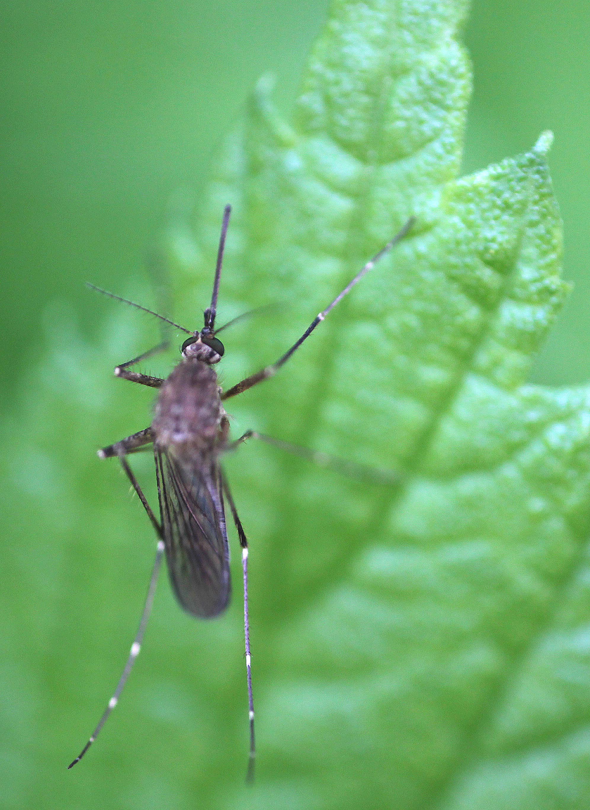 City tests drones for anti-mosquito arsenal – Winnipeg Free Press