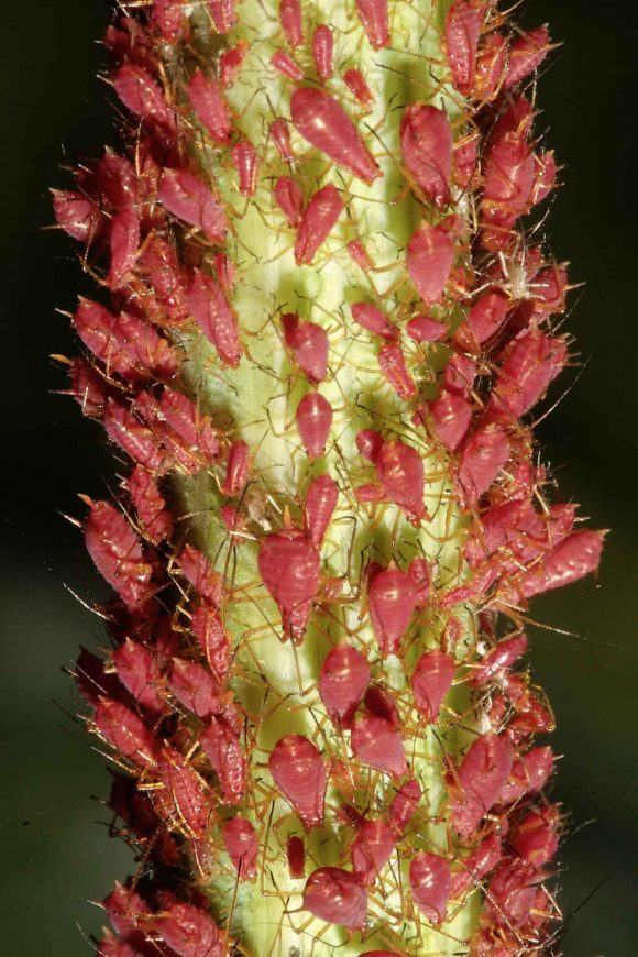 July in the garden: Aphids, perennials, monarchs and more – Winnipeg ...
