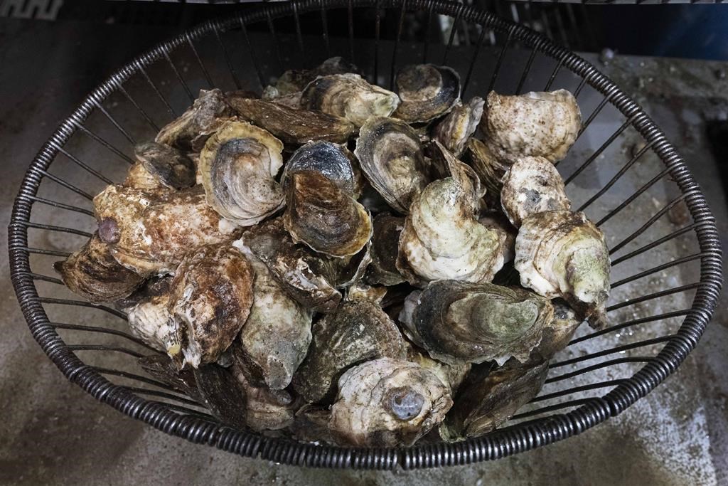 Two Connecticut deaths linked to bacteria found in raw shellfish ...