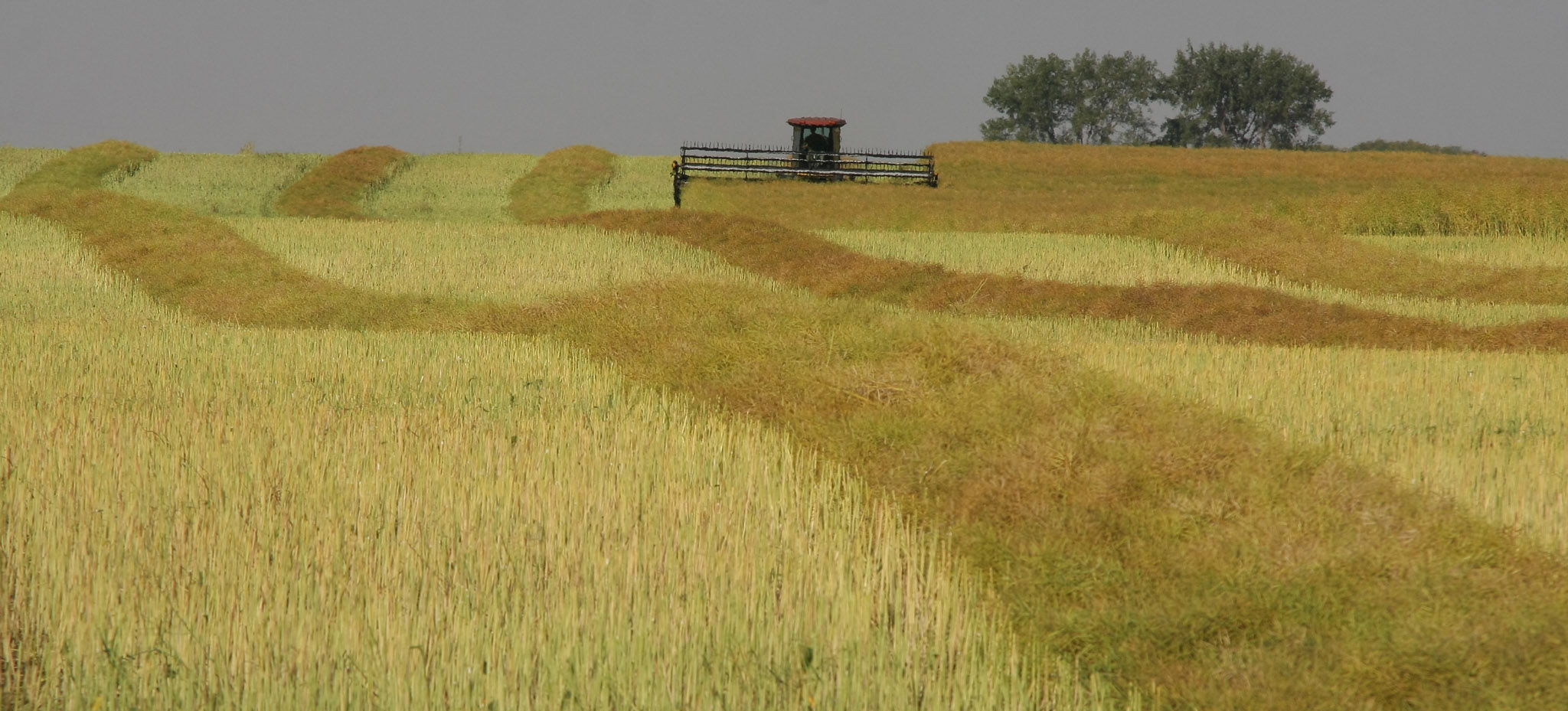 New harvest view on Prairie horizon – Winnipeg Free Press