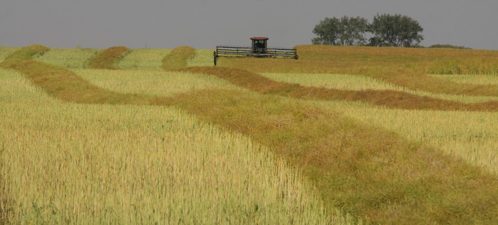 New harvest view on Prairie horizon – Winnipeg Free Press