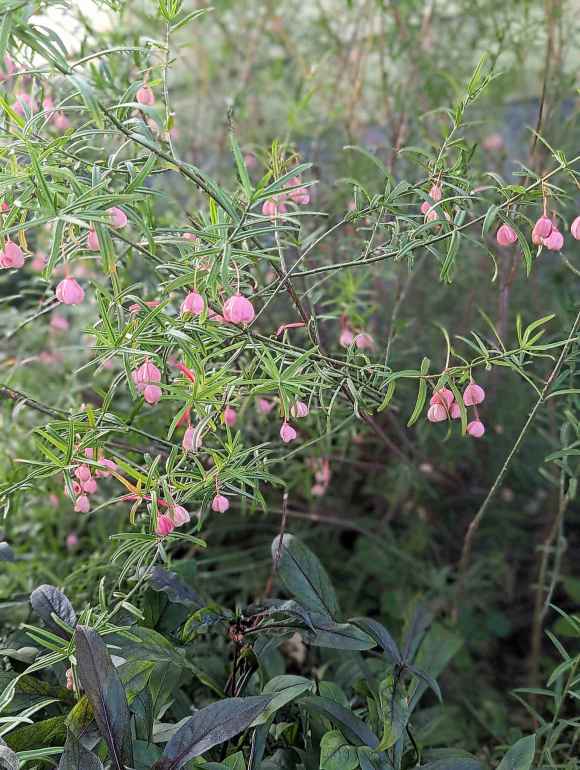 August in the garden: A dream summer – Winnipeg Free Press