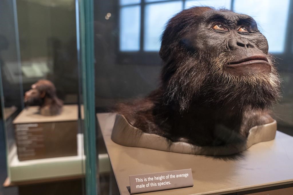 We carry DNA from extinct cousins like Neanderthals. Science is now ...