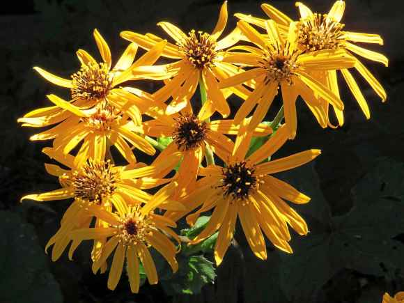 October in the garden: less is more! – Winnipeg Free Press
