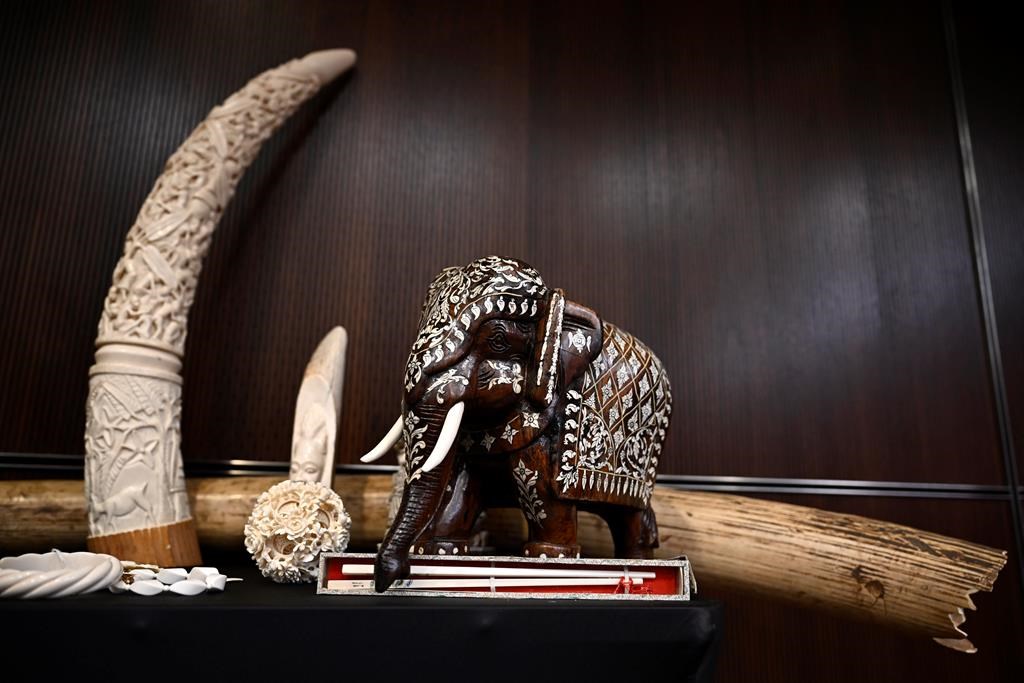 Big game trophy hunters among targets of new ban on importing raw ivory ...