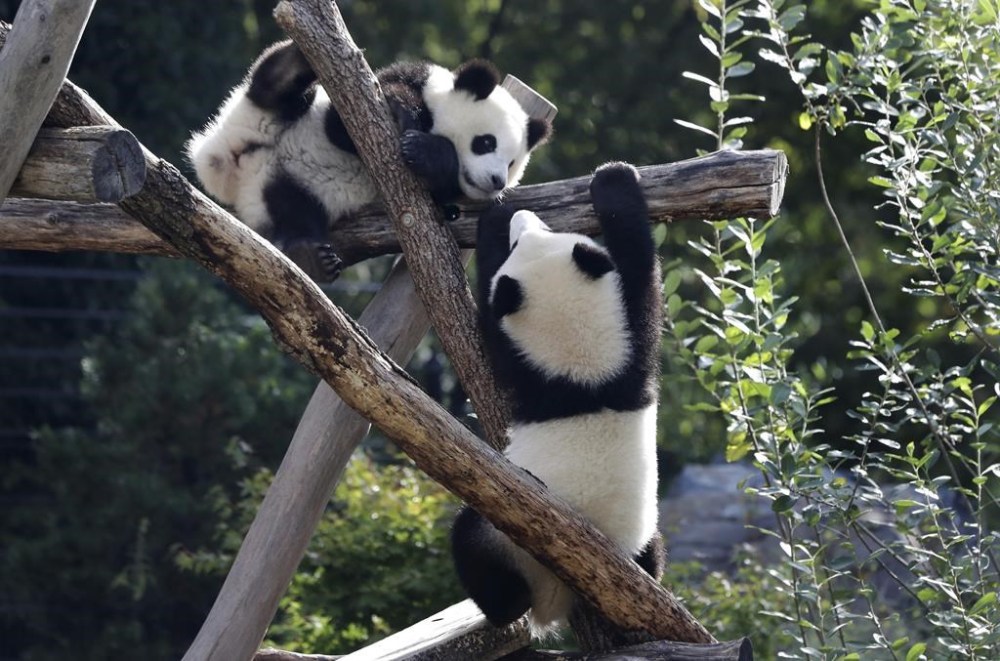 Berlin Zoo sends the first giant pandas born in Germany to China ...