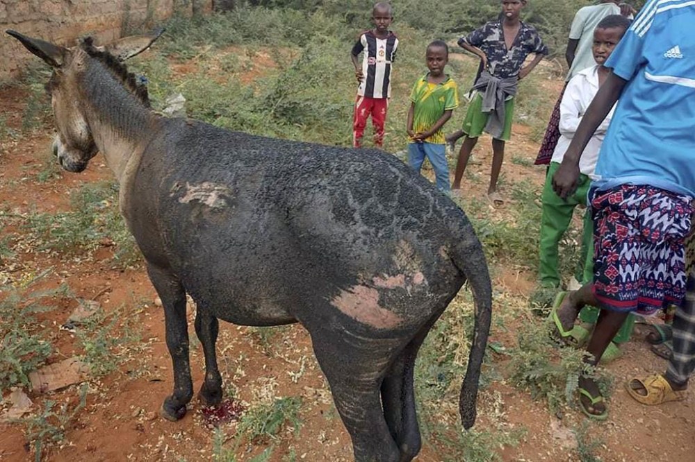 Donkey cart loaded with explosives kills a police officer and ...
