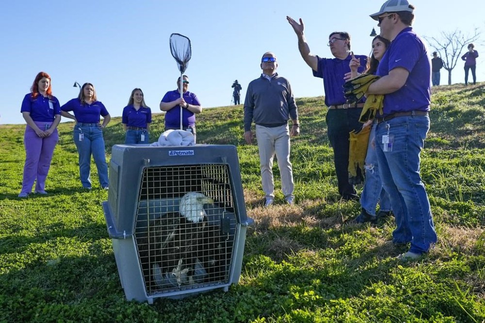 LSU football coach Brian Kelly releases bald eagle, treated by the ...
