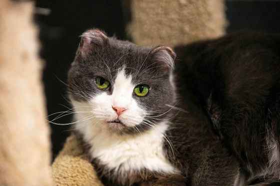 City bylaw amendment could help feral cats – Winnipeg Free Press