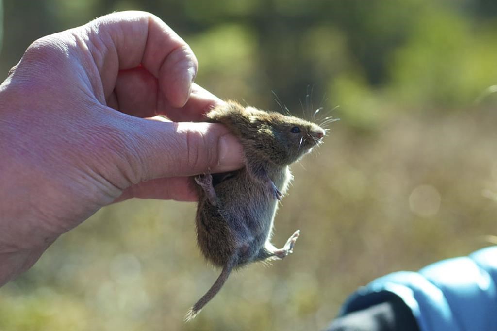 What is Alaskapox? Recent death brings attention to virus seen in small ...